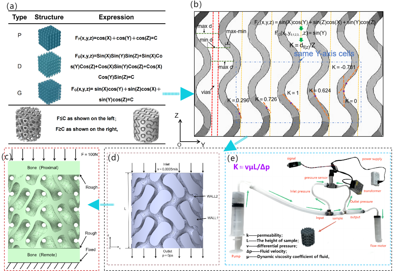 Construction of microstructure and nutrient transport properties of ...