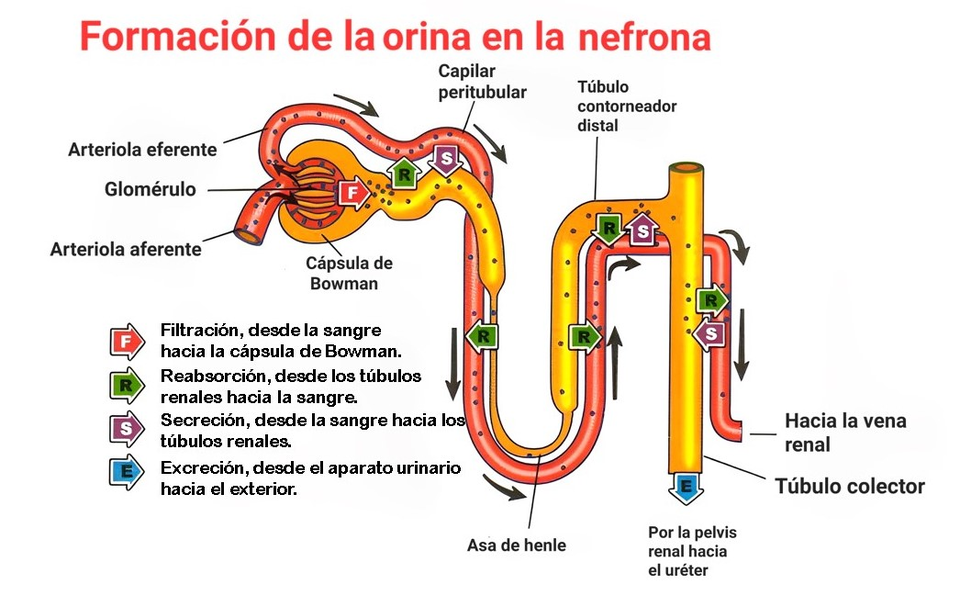 A mathematical model of the formation of urine - Dominguez Perez LOPEZ ...