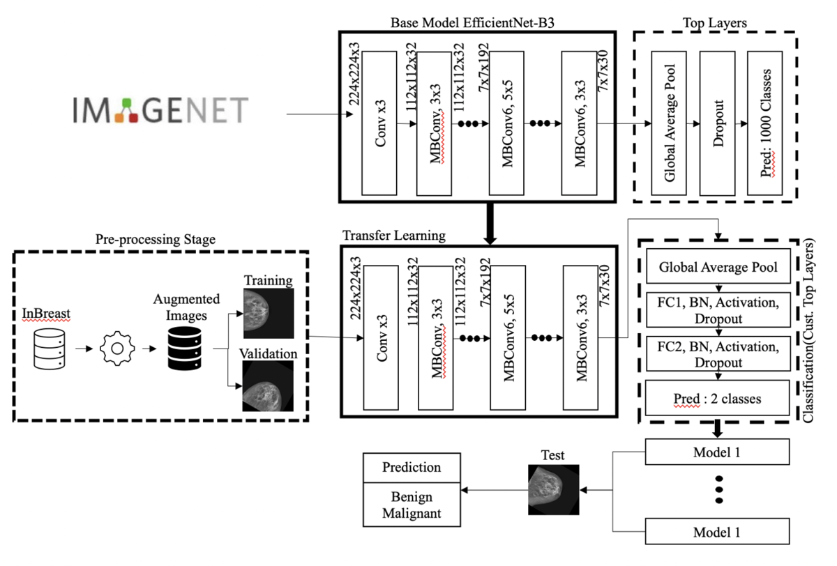 Early detection of breast cancer in mammograms using the lightweight ...